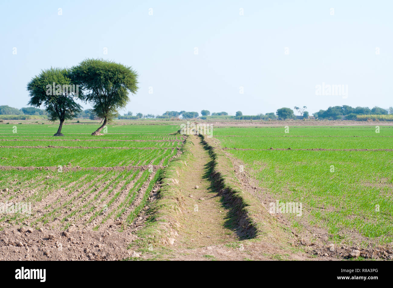 Seedling and farm crop field hi-res stock photography and images - Alamy