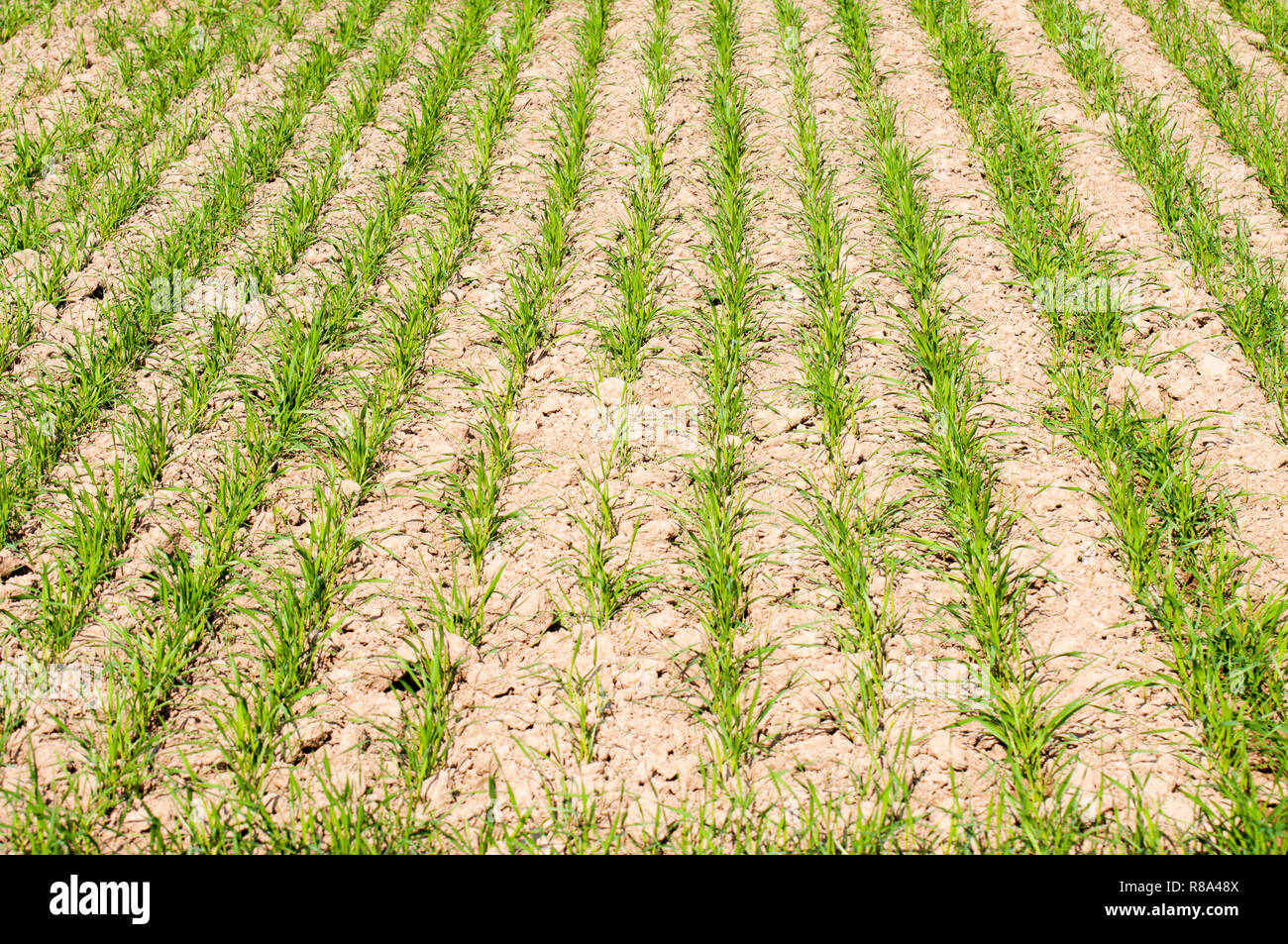 Rows of wheat crop in the Punjab Stock Photo - Alamy
