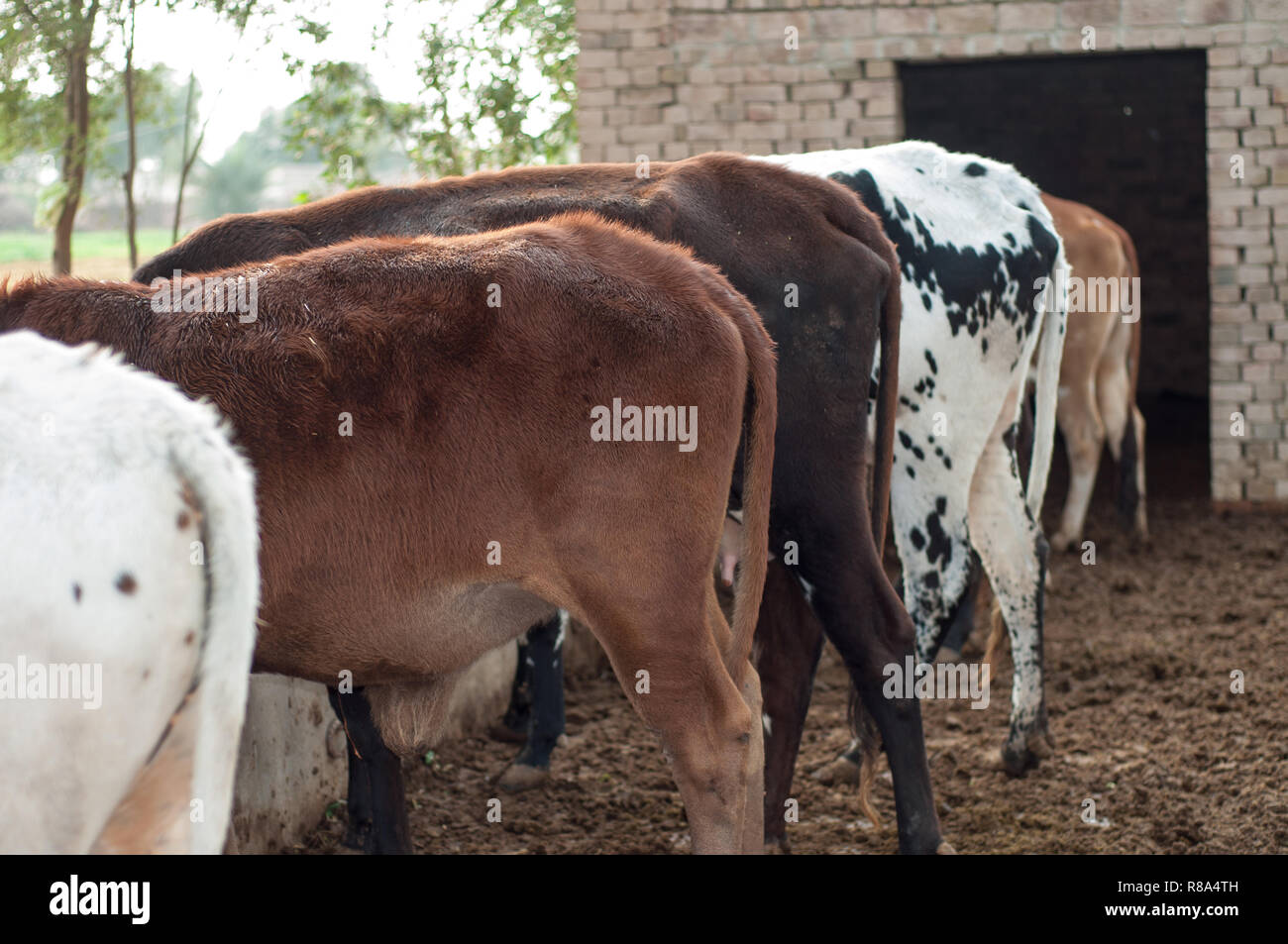 Cows in a row at the farm Stock Photo - Alamy