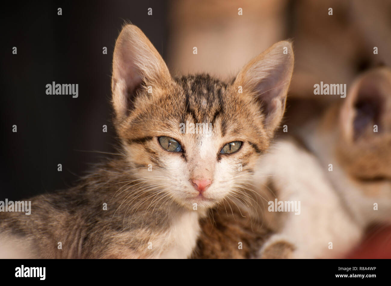 Animal green portrait eye hi-res stock photography and images - Alamy