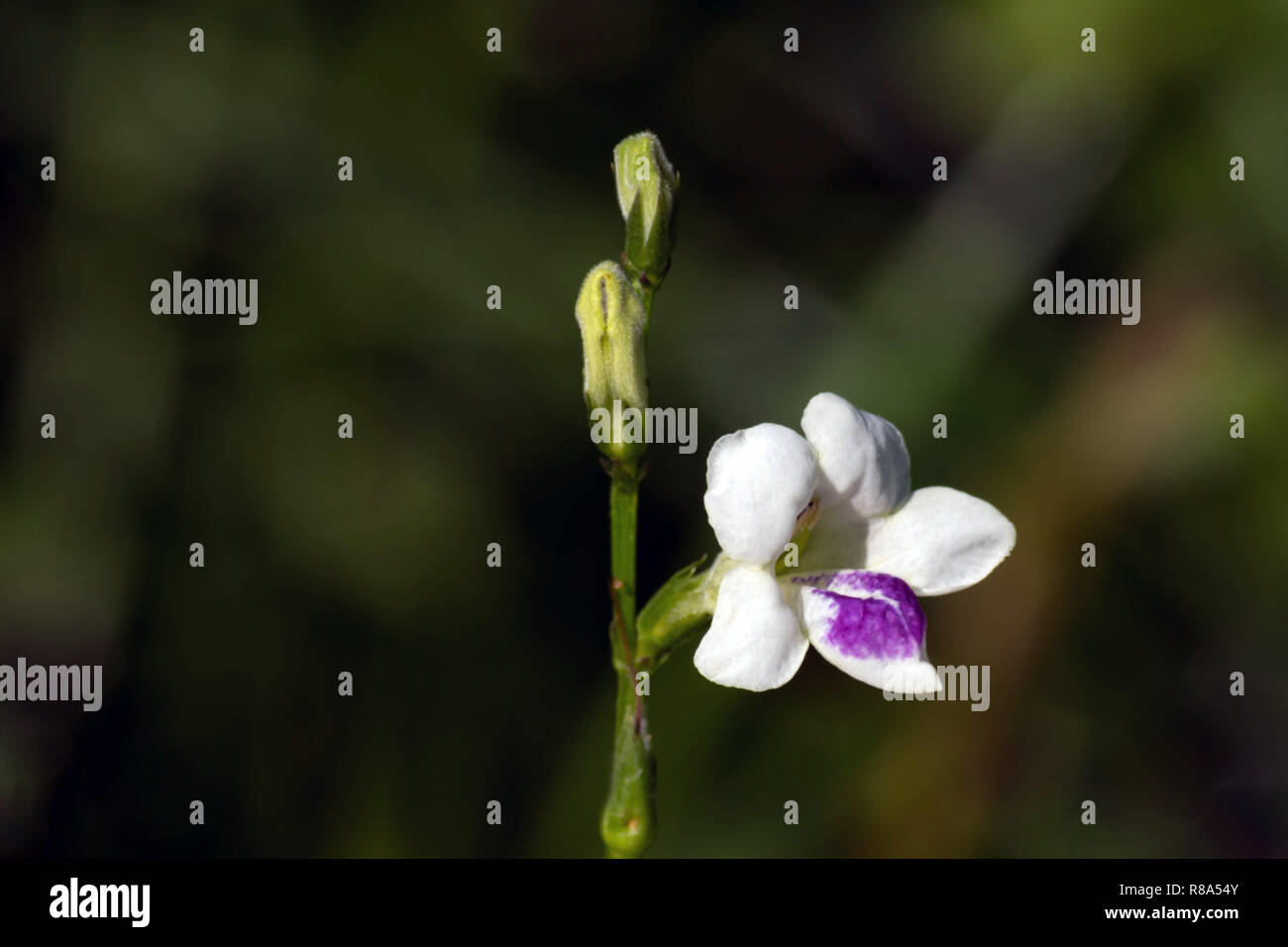 Asystasia gangetica flower in nature Stock Photo - Alamy