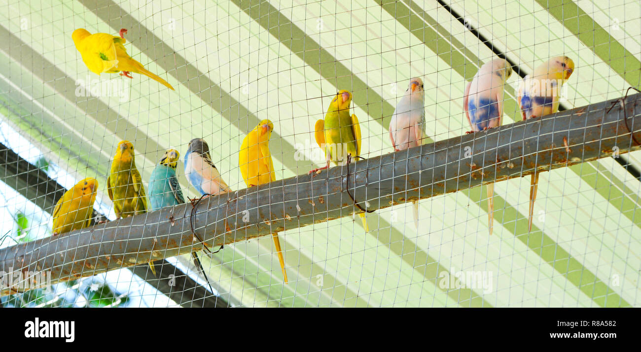 parrot in cage / blue and yellow budgie parrot pet bird - budgerigar ...