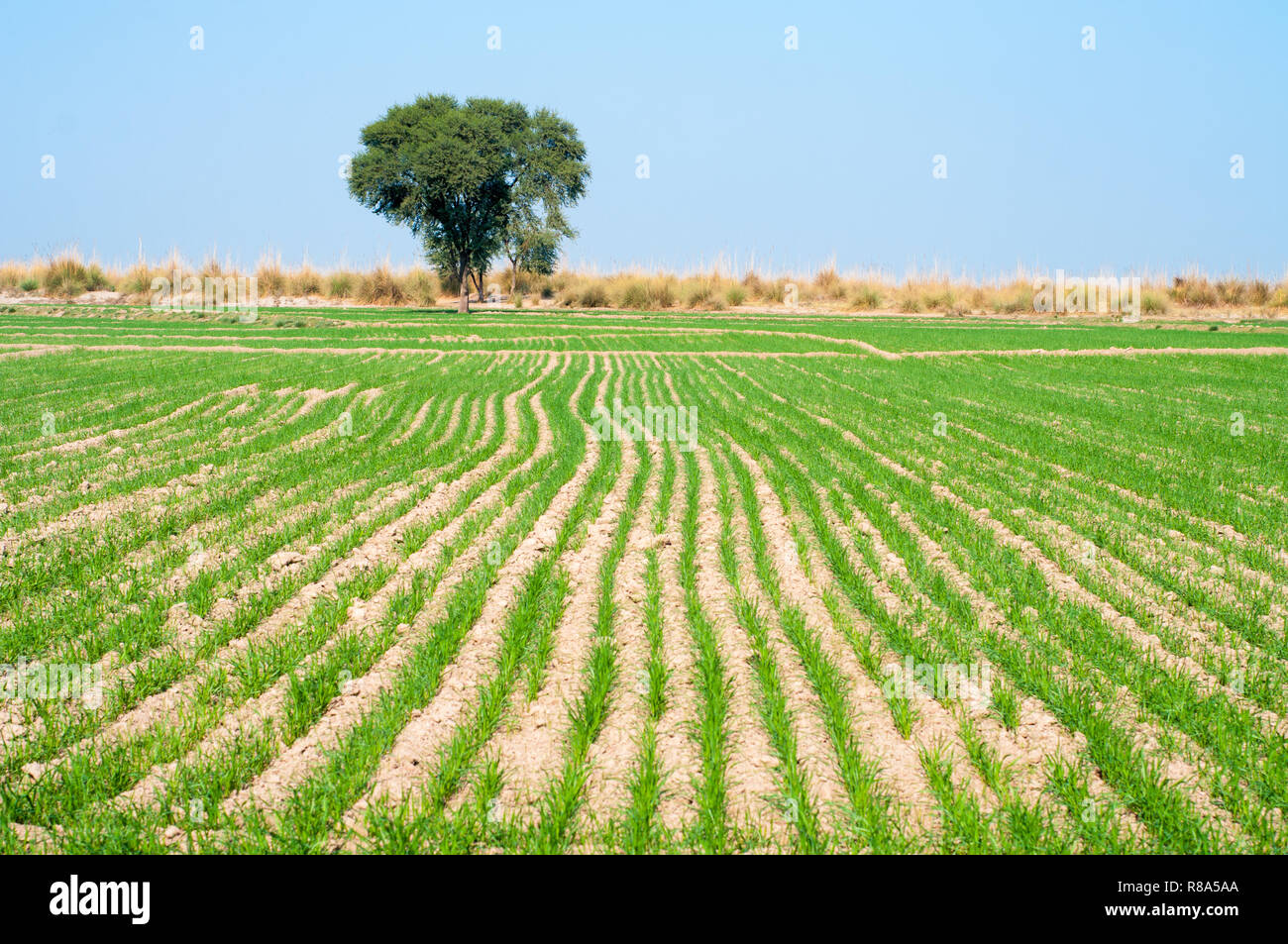 Wheat plants in rows Stock Photo - Alamy