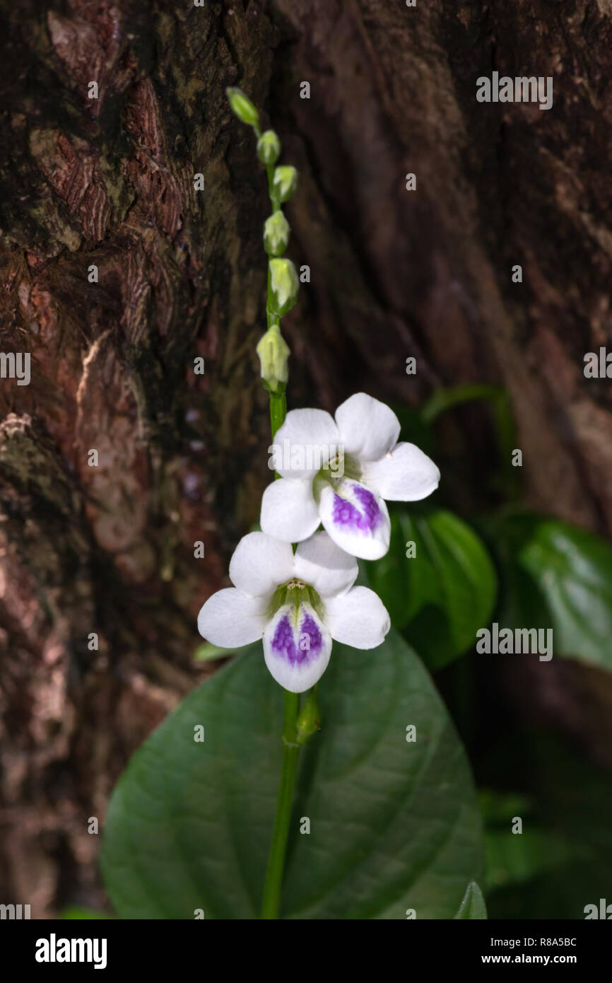 Asystasia gangetica flower in nature Stock Photo - Alamy