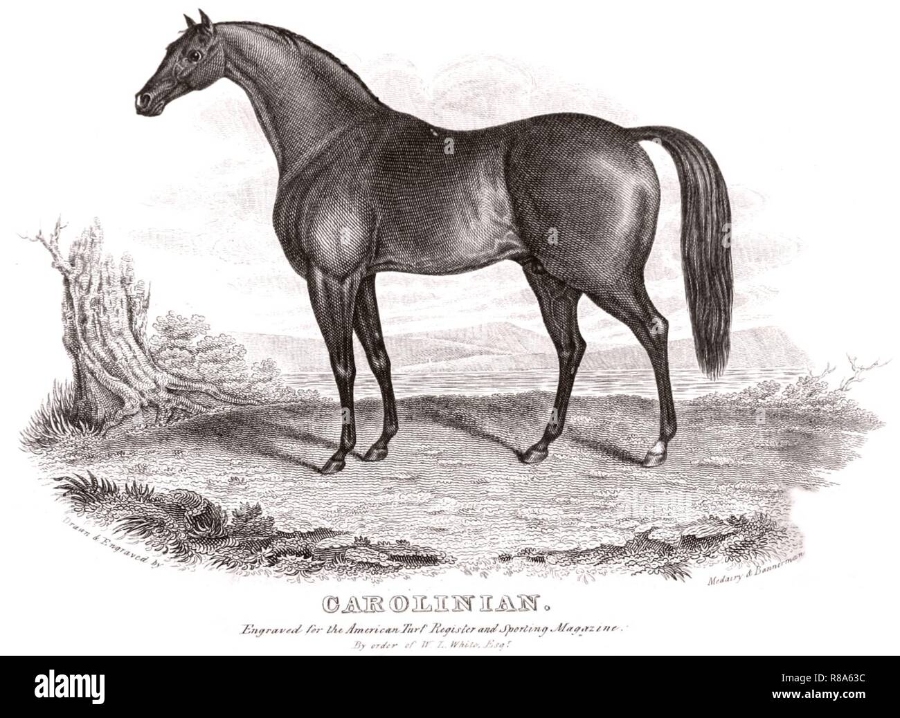 Carolinian hi-res stock photography and images - Alamy