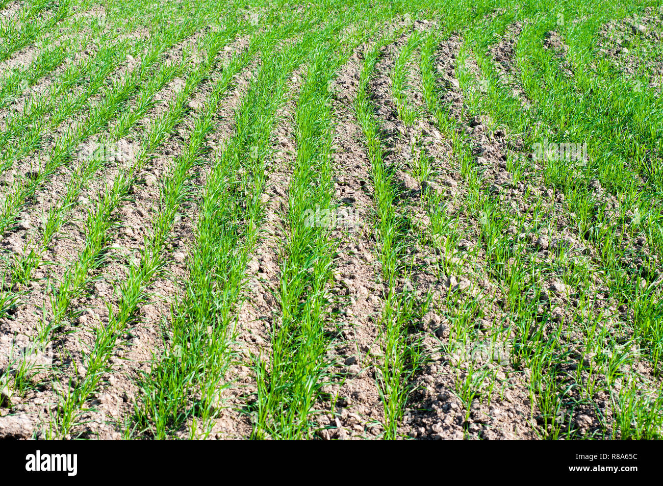 Rows of wheat plants hi-res stock photography and images - Alamy