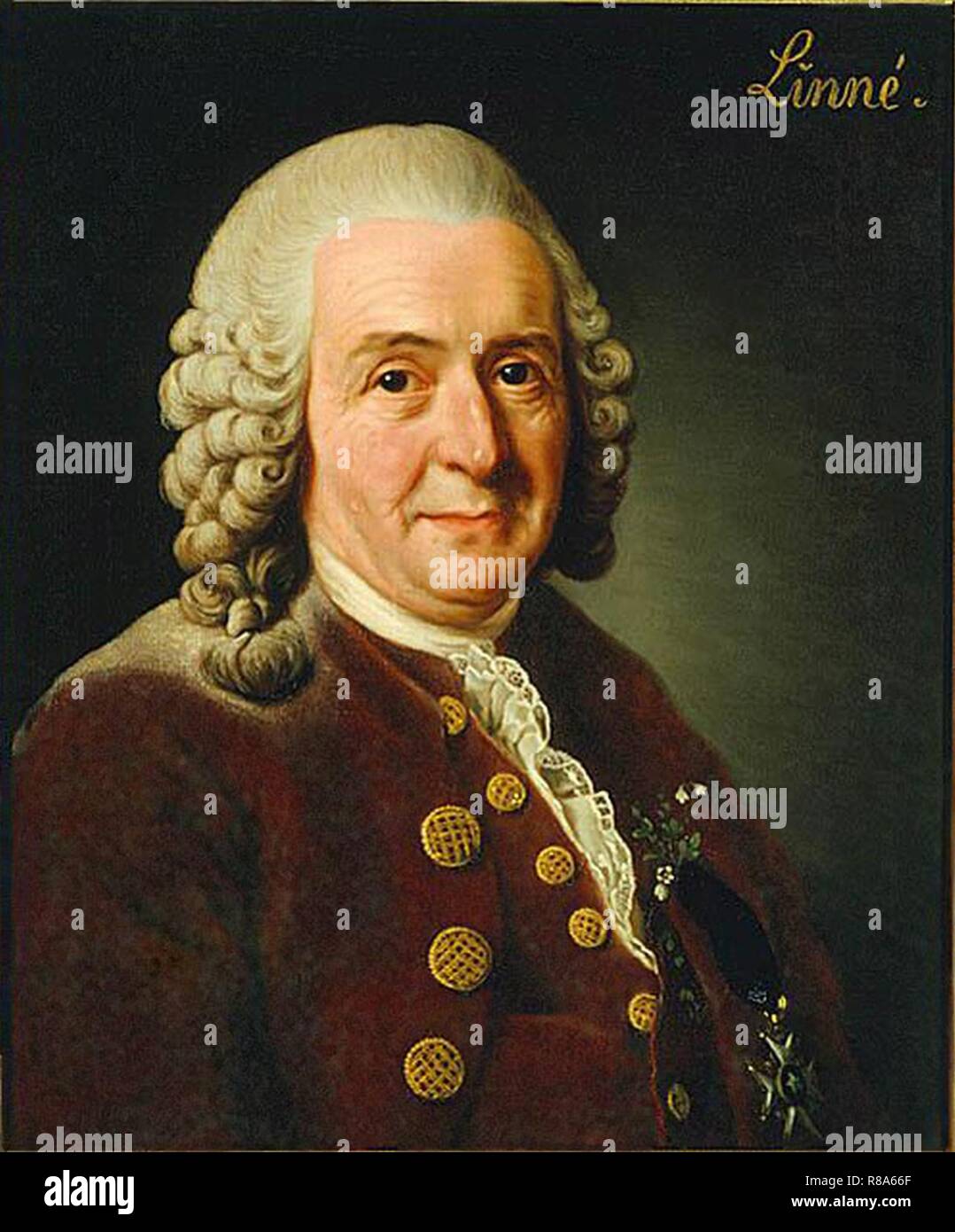 Carolus linnaeus hi-res stock photography and images - Alamy