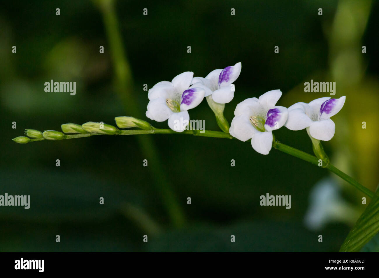 Asystasia gangetica flower in nature Stock Photo - Alamy