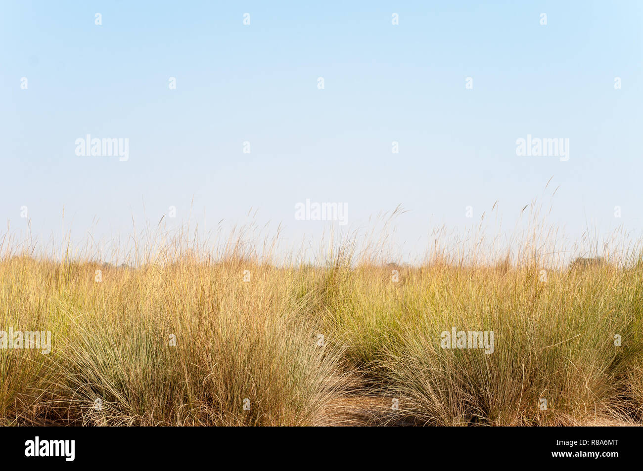 Marram grass in the desert Stock Photo - Alamy