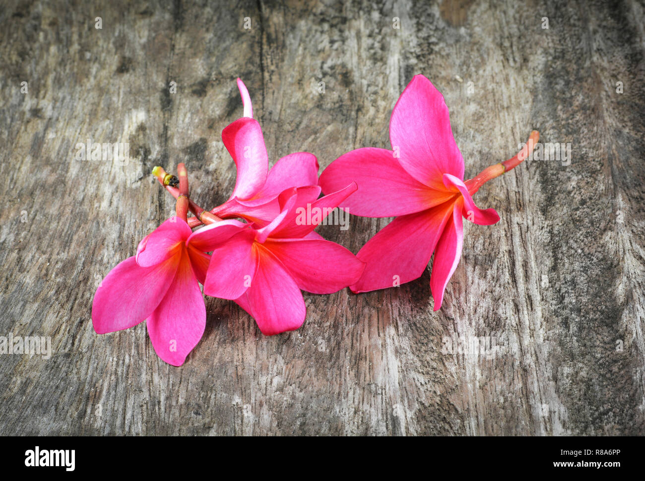 red frangipani / red plumeria on wood background - pink flower of ...