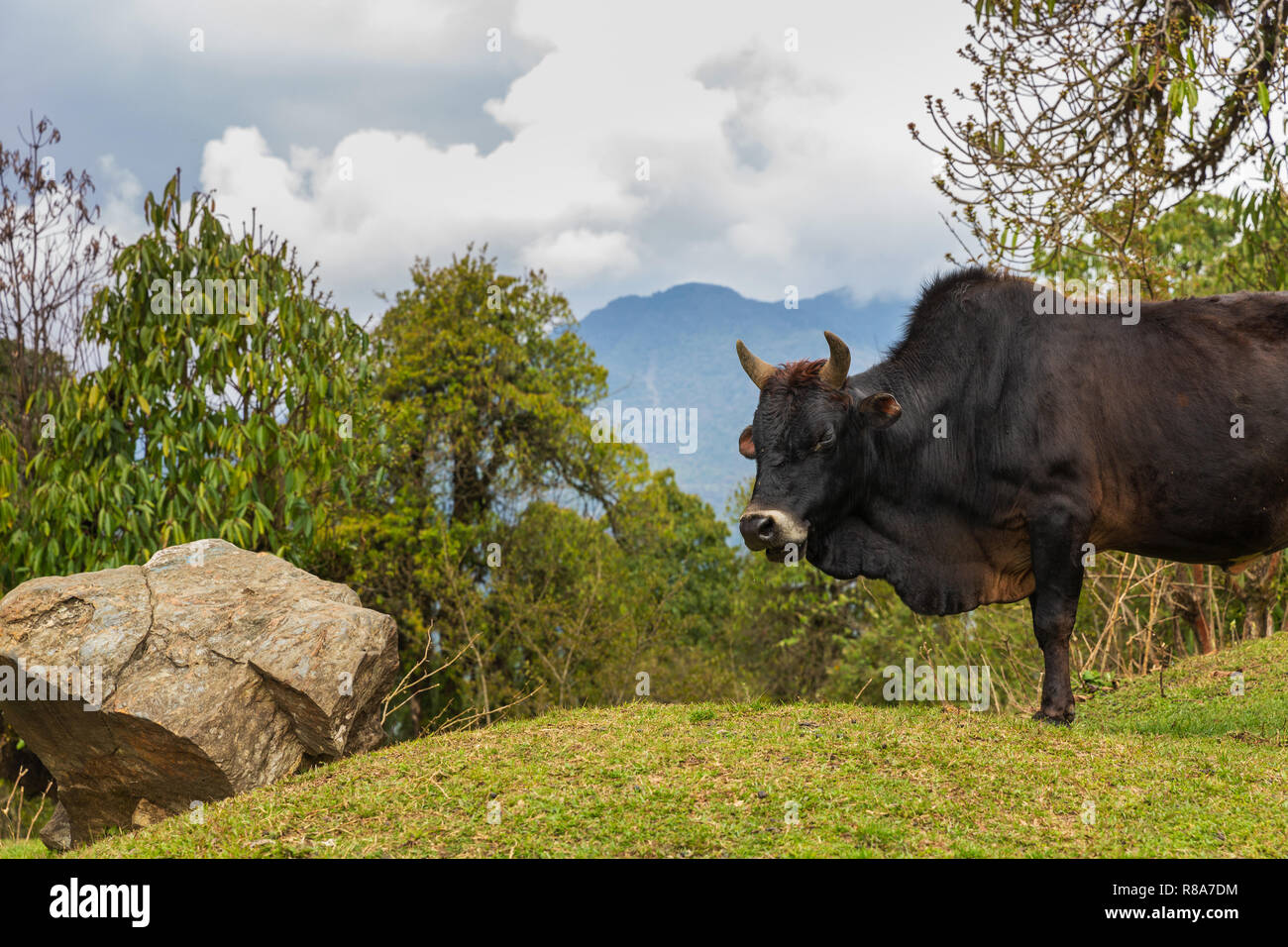 Water Buffalo In Nepal High Resolution Stock Photography and Images - Alamy