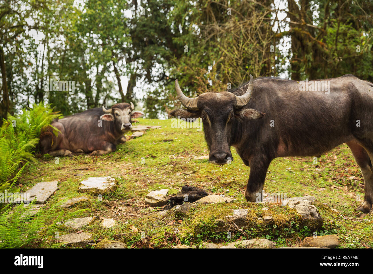 Asiatic himalayas hi-res stock photography and images - Alamy