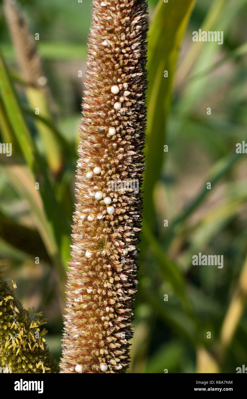Indian millet hi-res stock photography and images - Alamy