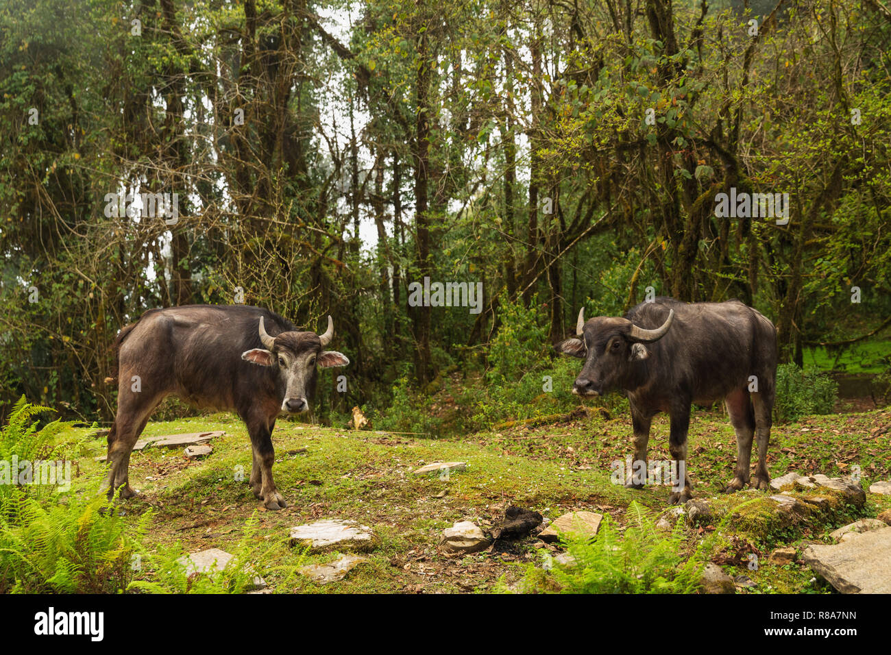 Cow livestock nepal hi-res stock photography and images - Alamy