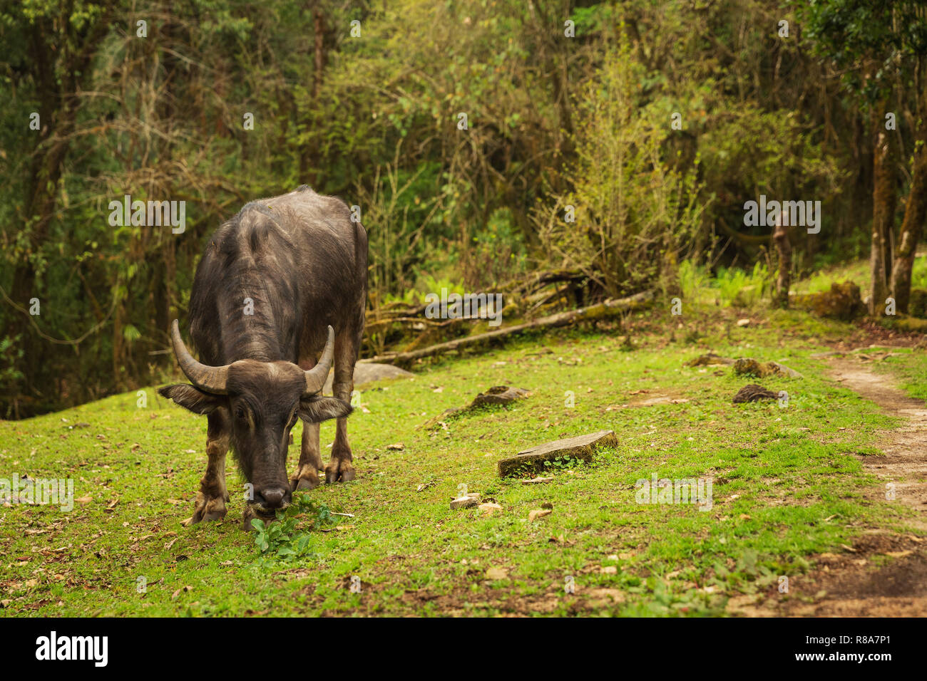 Water buffalo in nepal hi-res stock photography and images - Alamy
