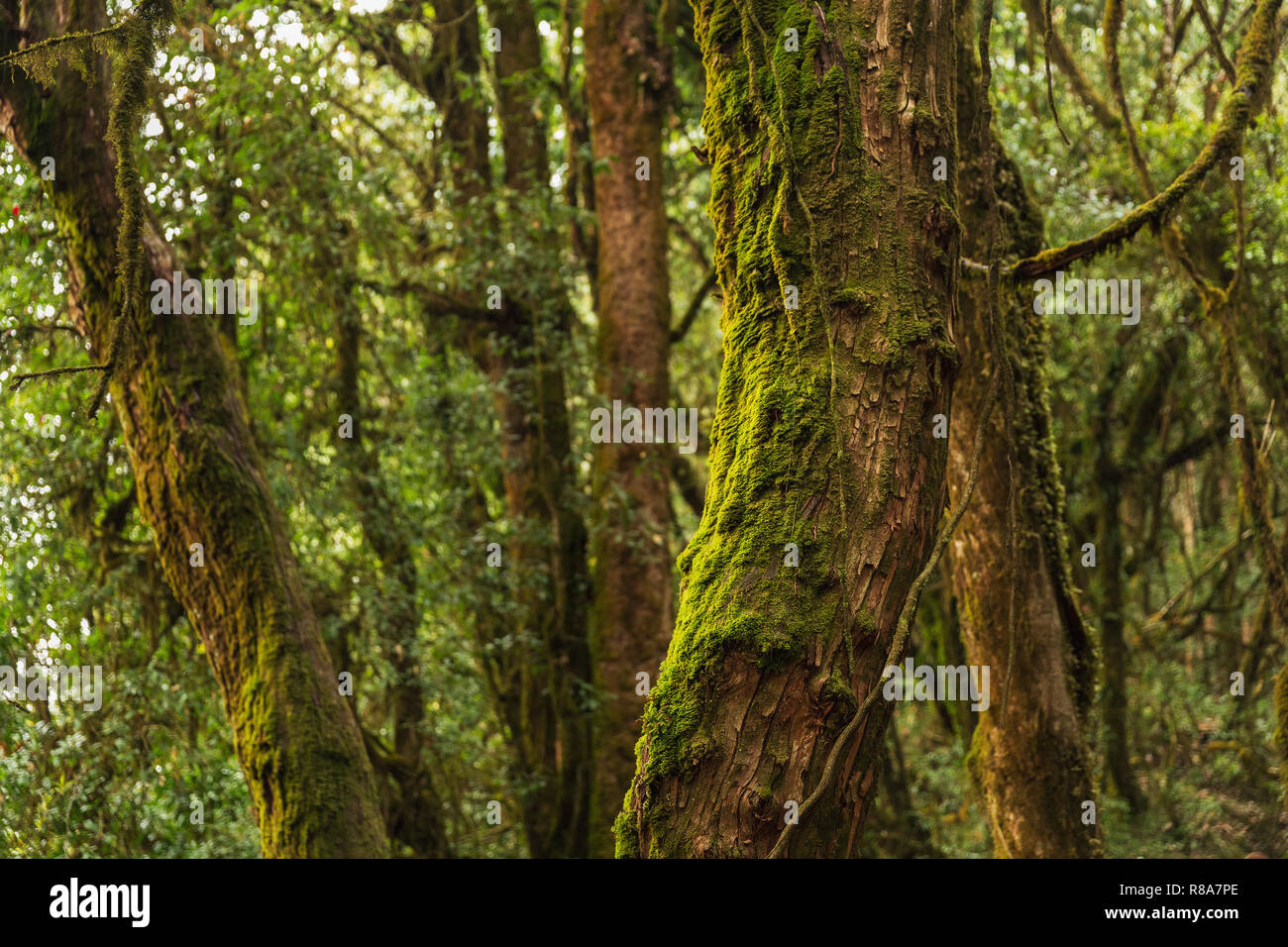Moss covered trees in forest of Annapurna Himal, Nepal, Himalayas, Asia ...