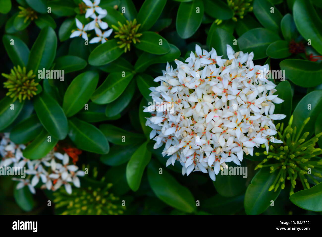 White spike hi-res stock photography and images - Alamy