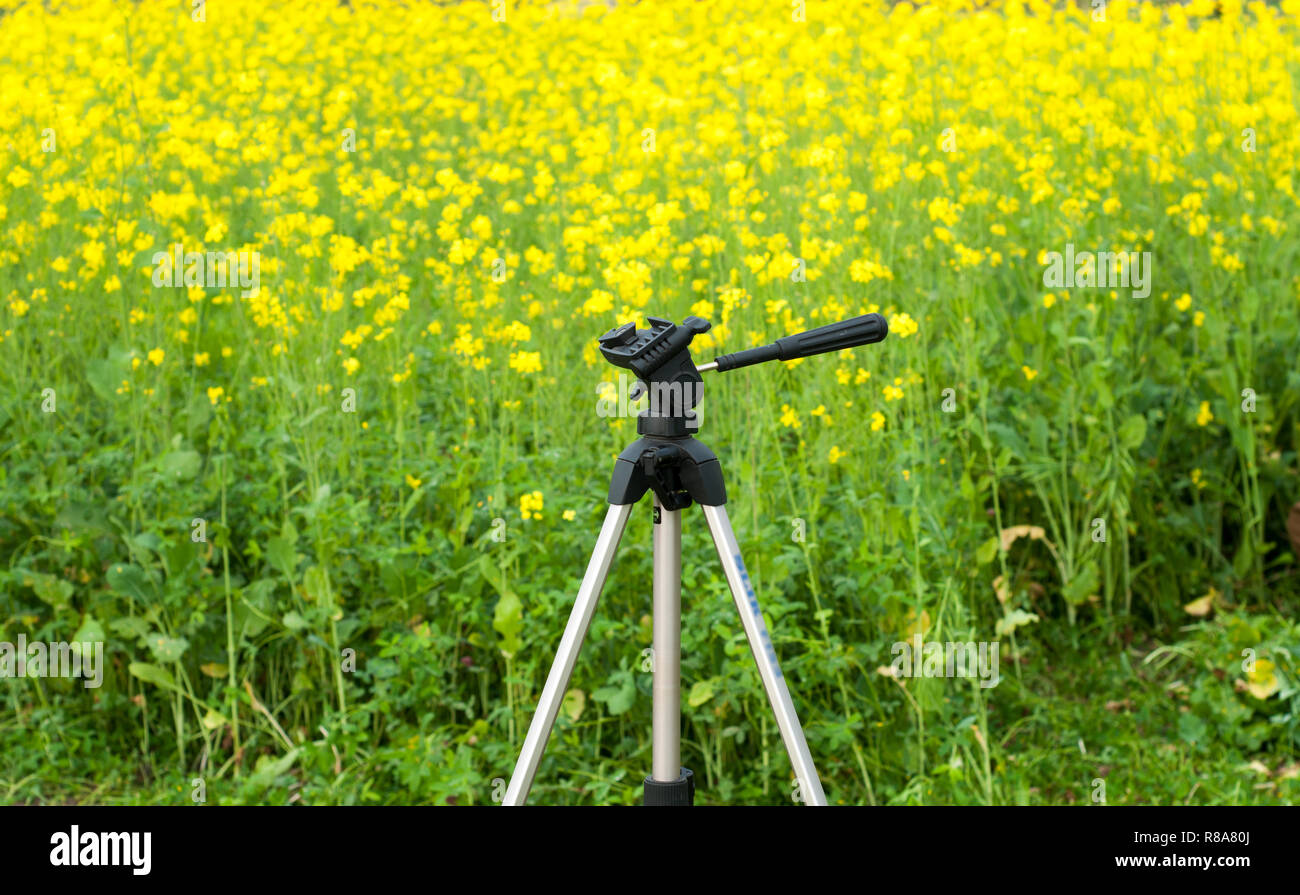 A camera tripod in the mustard flowers Stock Photo - Alamy