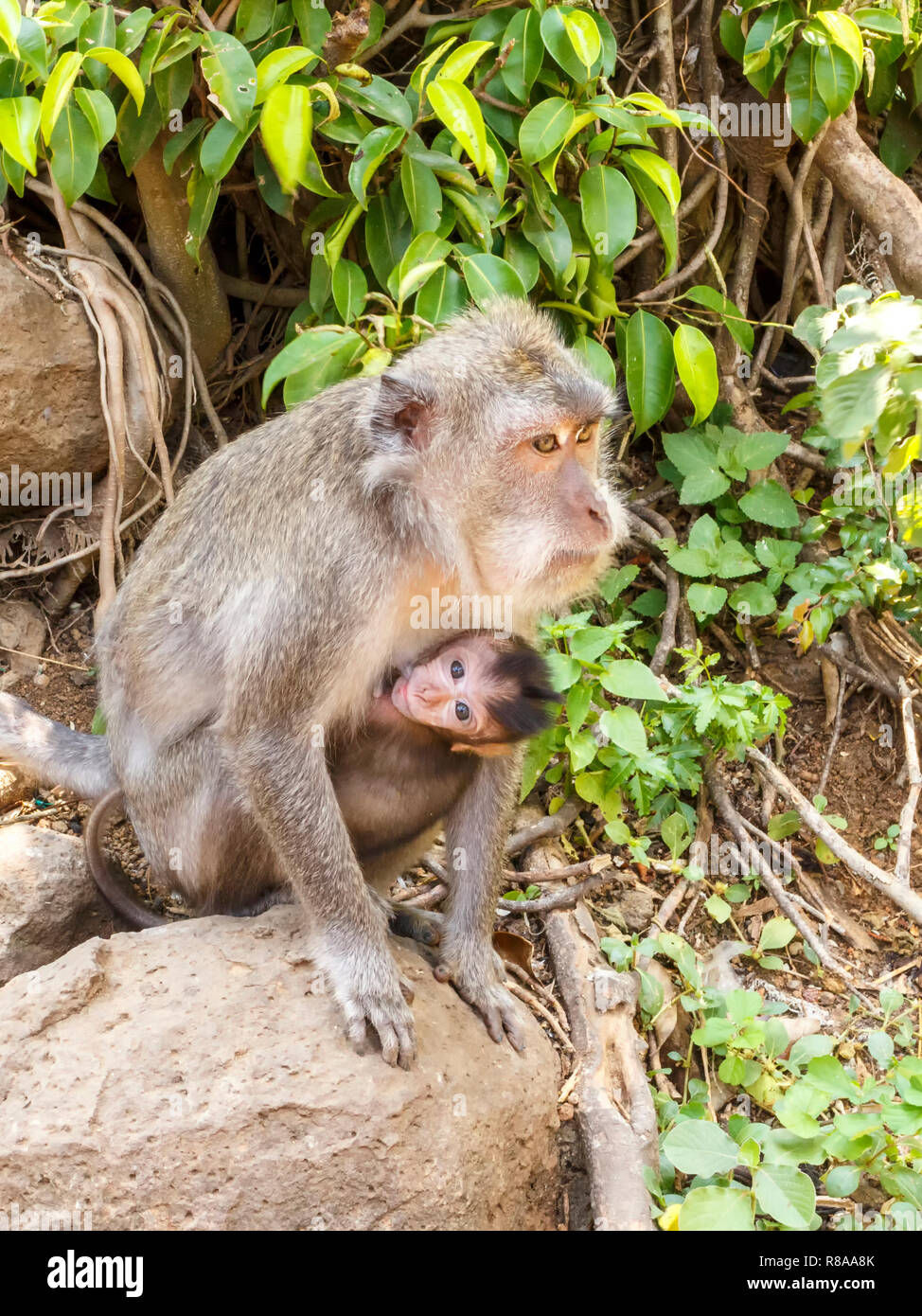 Indonesian monkeys hi-res stock photography and images - Alamy