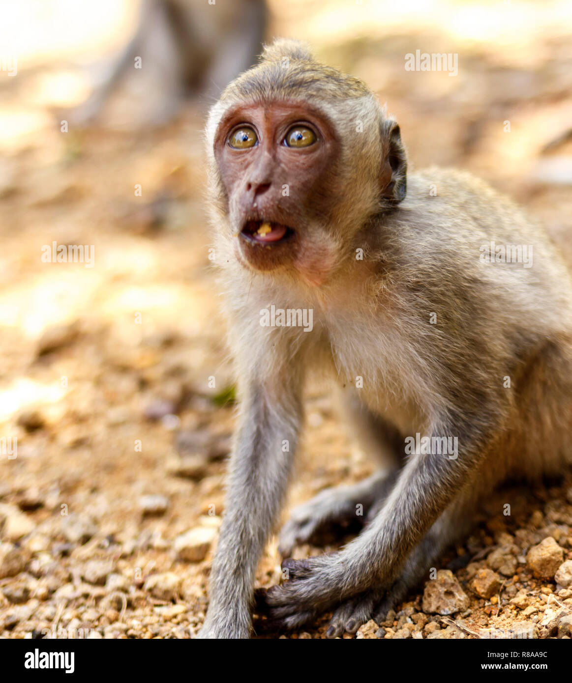 Grey macaca hi-res stock photography and images - Alamy