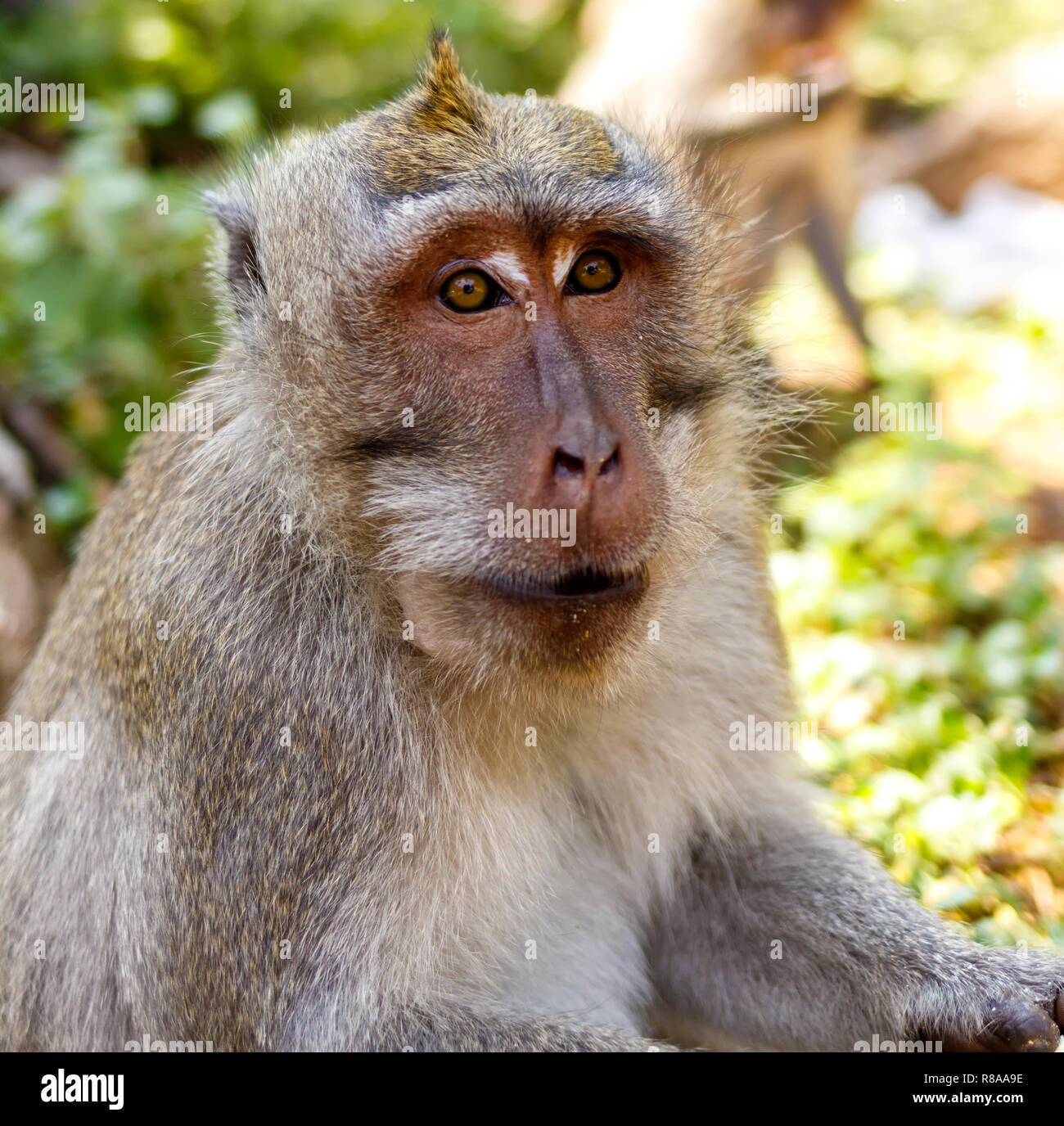 Indonesian macaques. Forest dweller. Sacred forest. Bali Monkeys ...