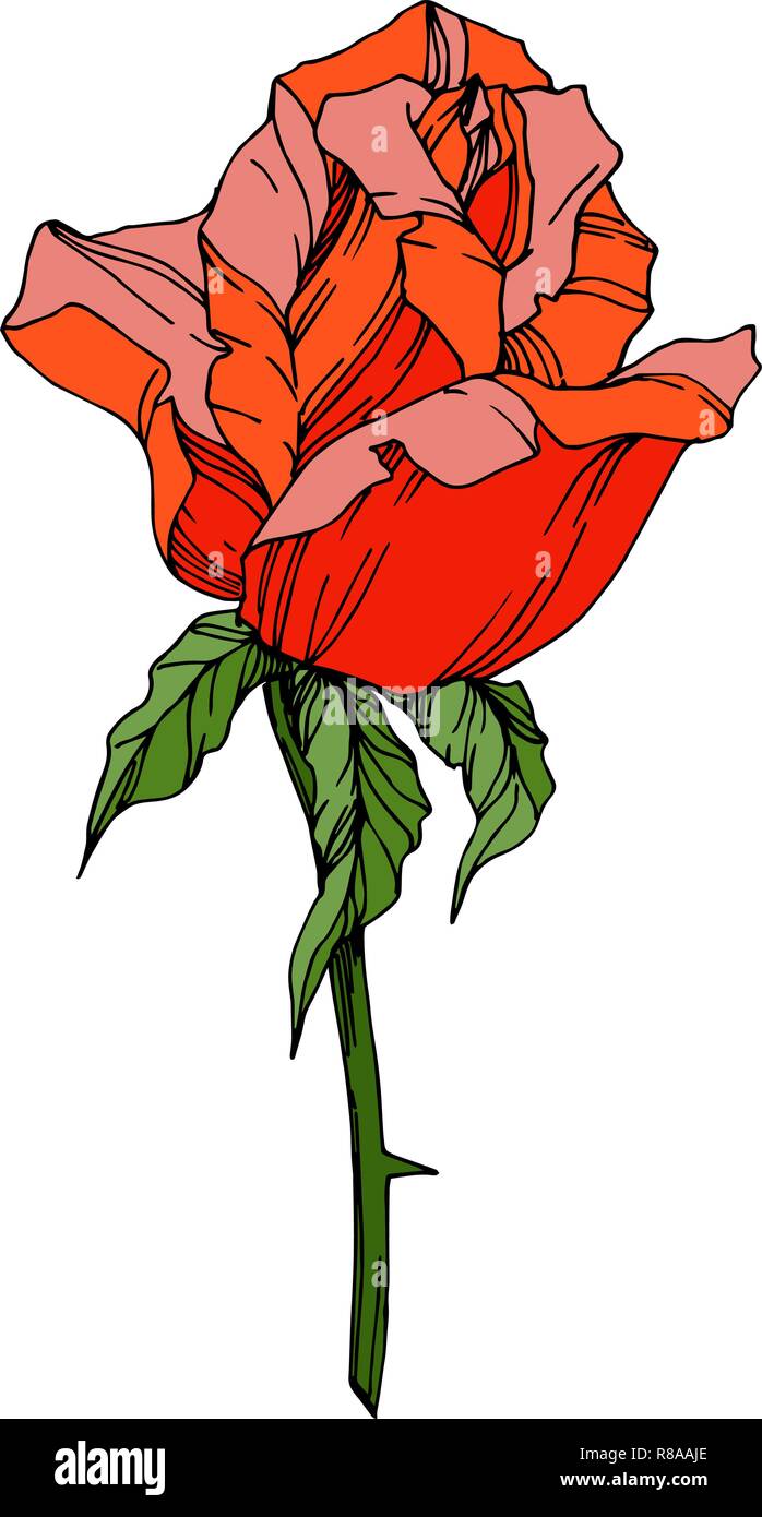 Vector Rose. Floral botanical flower. Orange color engraved ink art ...