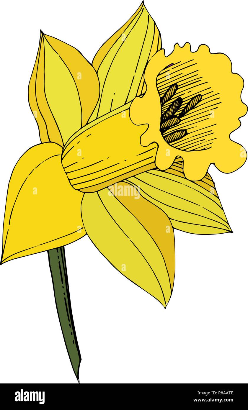 Vector Narcissus. Floral botanical flower. Yellow engraved ink art ...