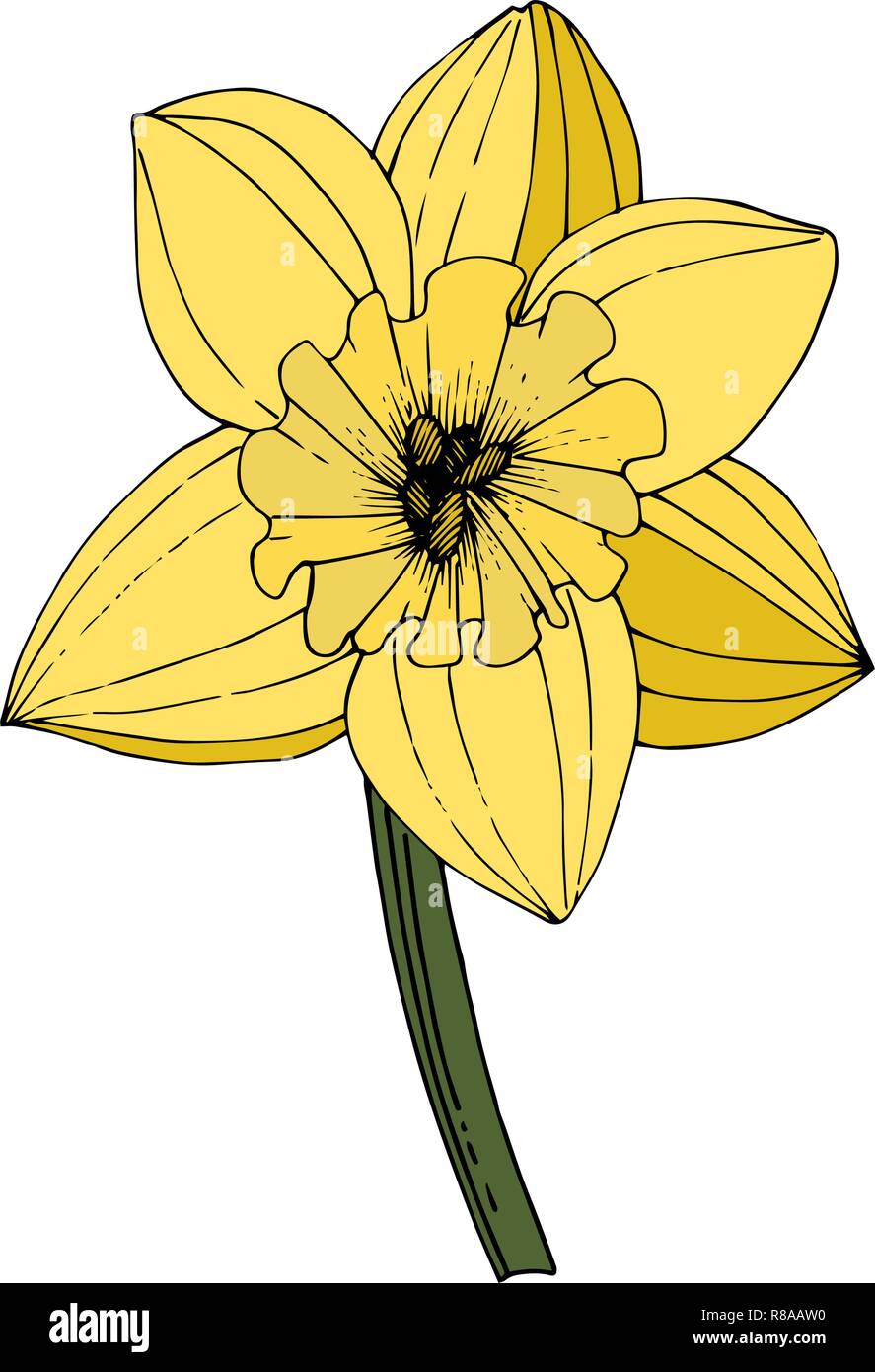 Vector Narcissus. Floral botanical flower. Yellow engraved ink art ...
