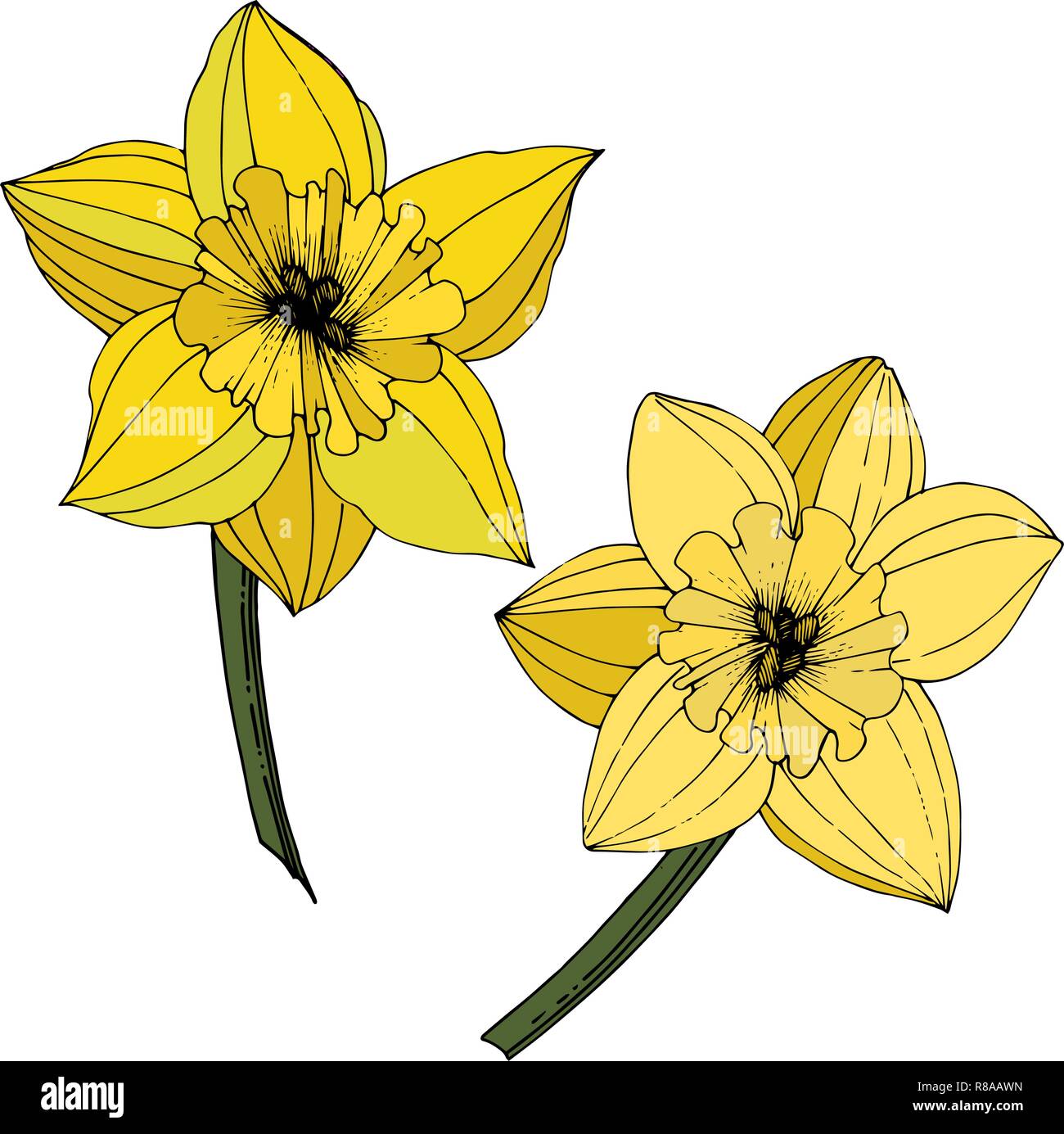 Vector Narcissus. Floral botanical flower. Yellow engraved ink art ...
