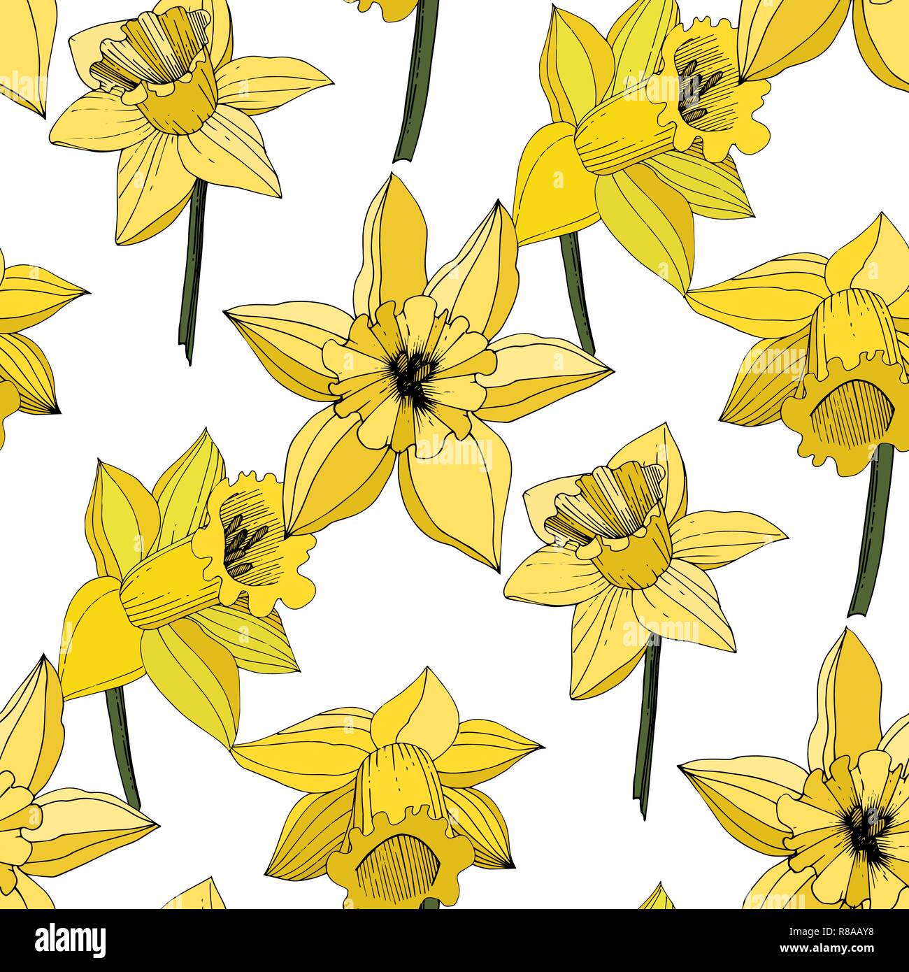 Vector Narcissus. Floral botanical flower. Yellow engraved ink art ...