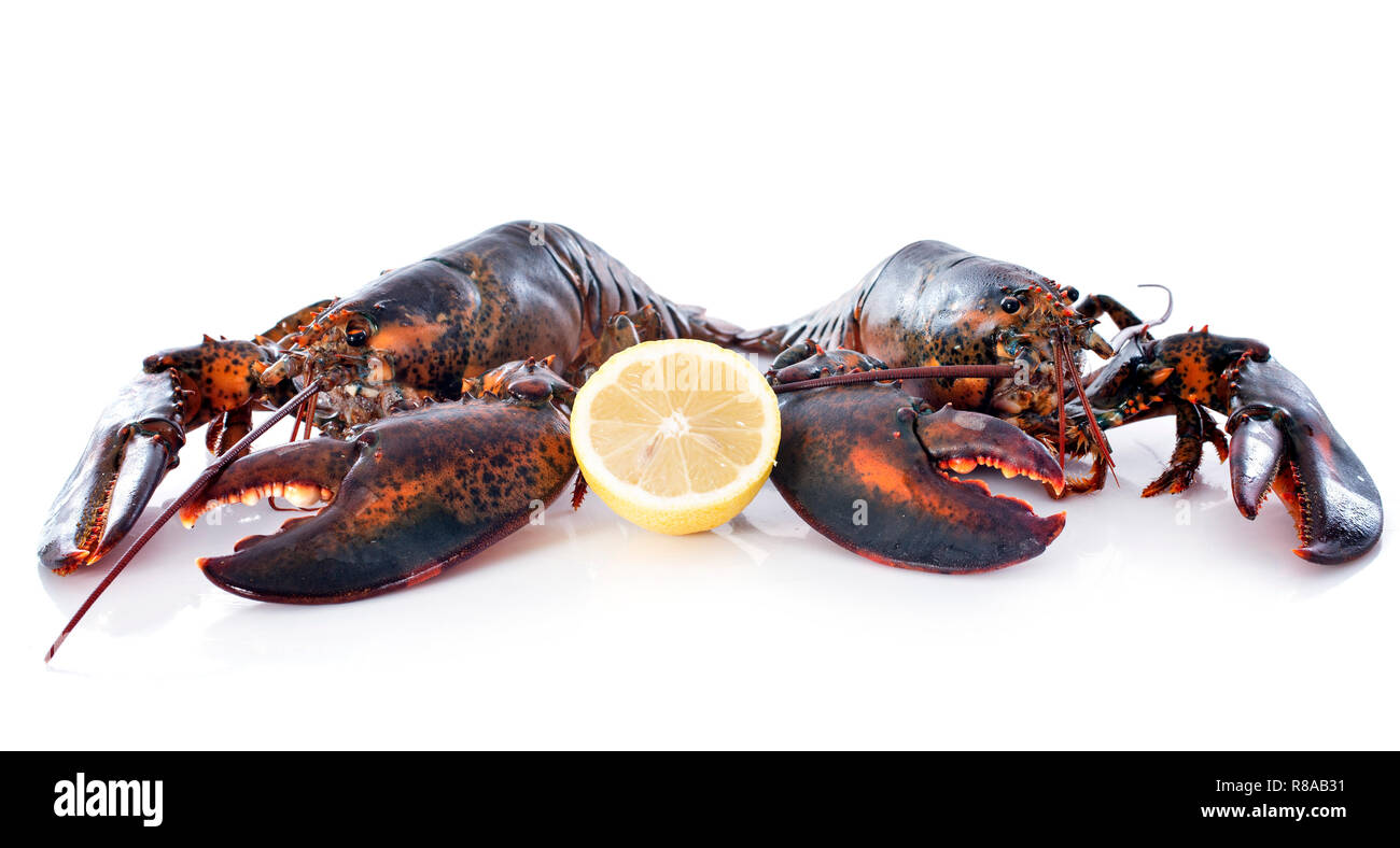 two lobsters in front of white background Stock Photo - Alamy