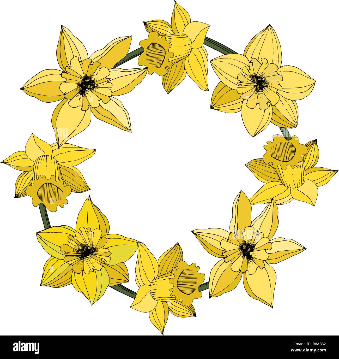 Vector Narcissus. Floral botanical flower. Yellow engraved ink art ...