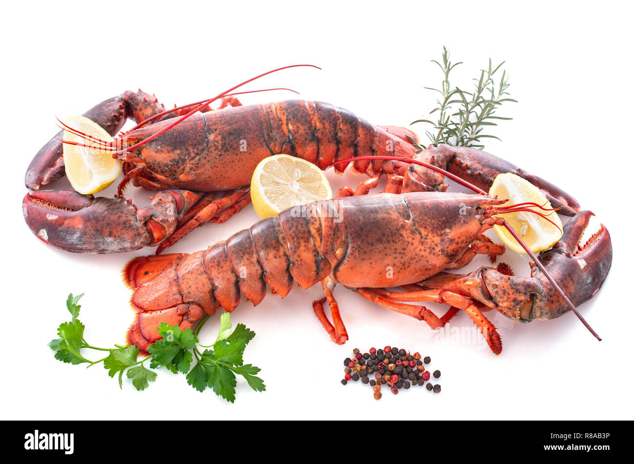 two lobsters in front of white background Stock Photo - Alamy