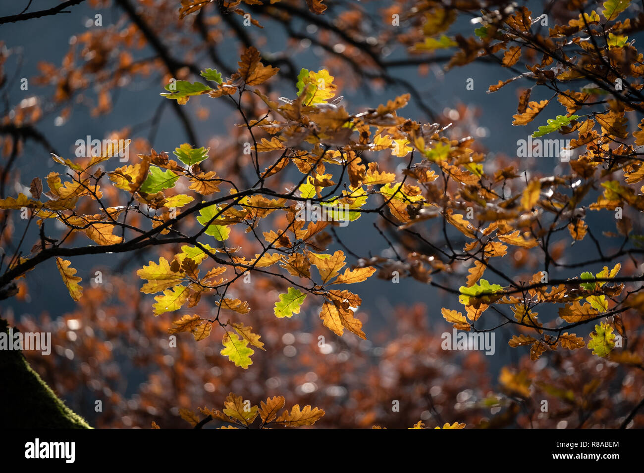 Autumnal forest. Leaves of yellow and orange colors in the branches of ...