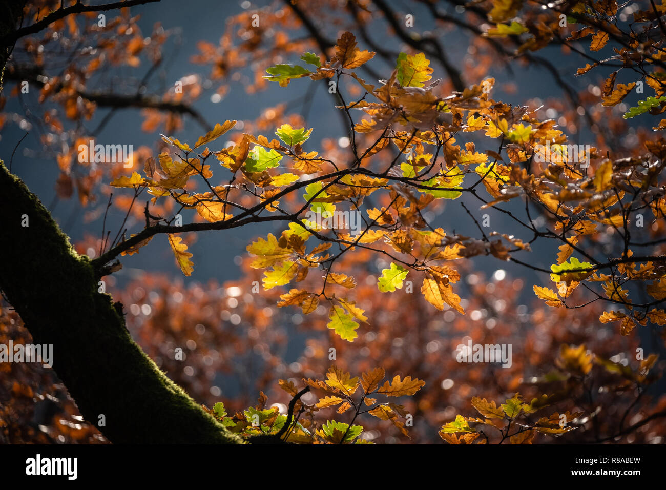 Autumnal forest. Leaves of yellow and orange colors in the branches of ...
