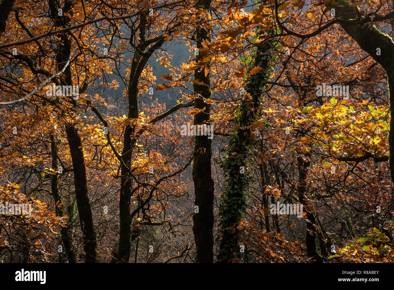 Autumnal forest. Leaves of yellow and orange colors in the branches of ...