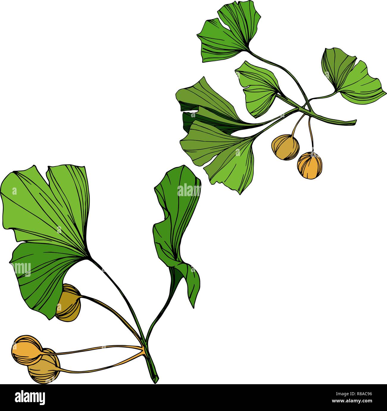 Vector Isolated ginkgo illustration element. Green leaf. Plant ...