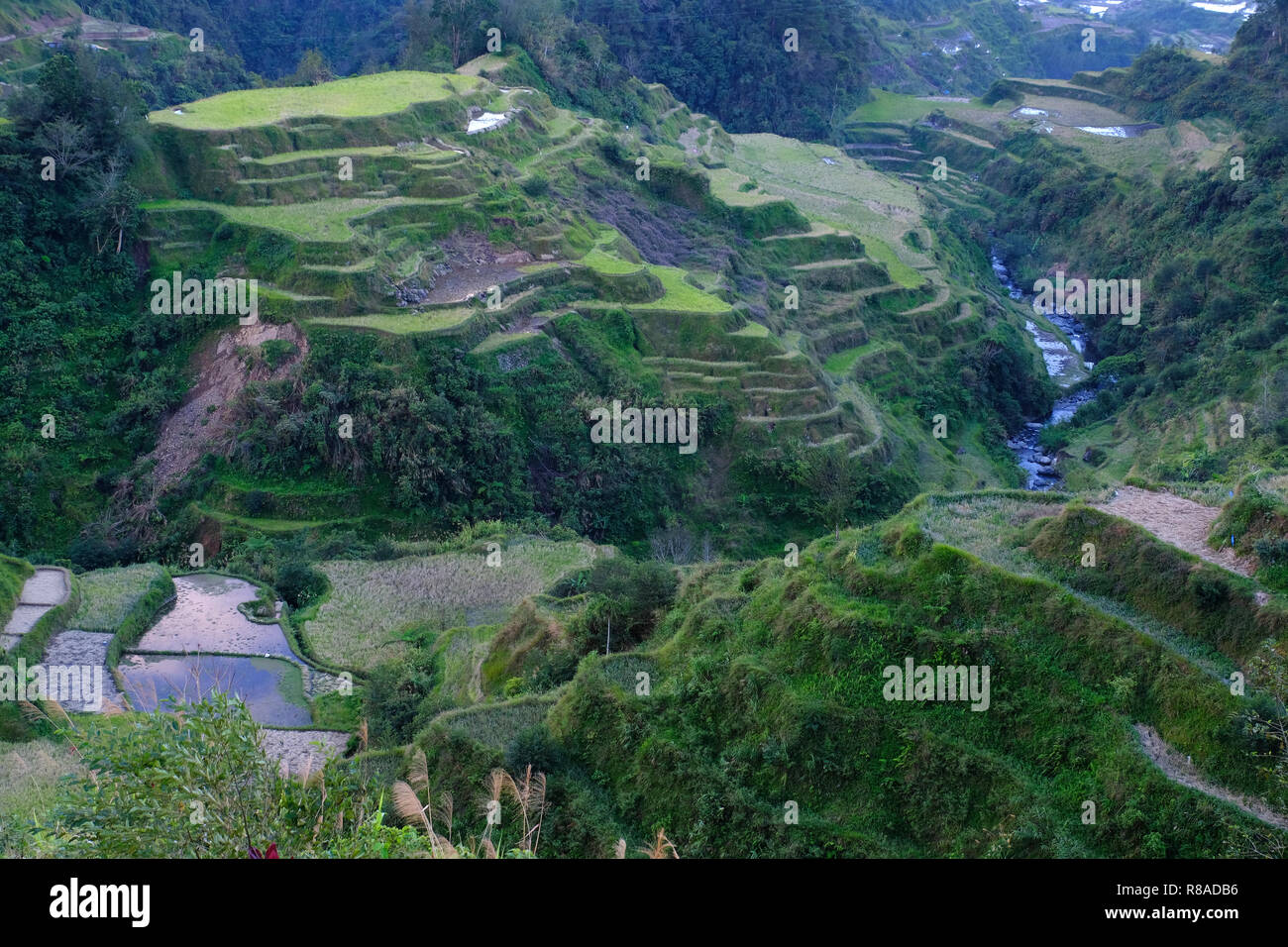 The Banaue Rice Terraces carved into the mountains of Ifugao located ...