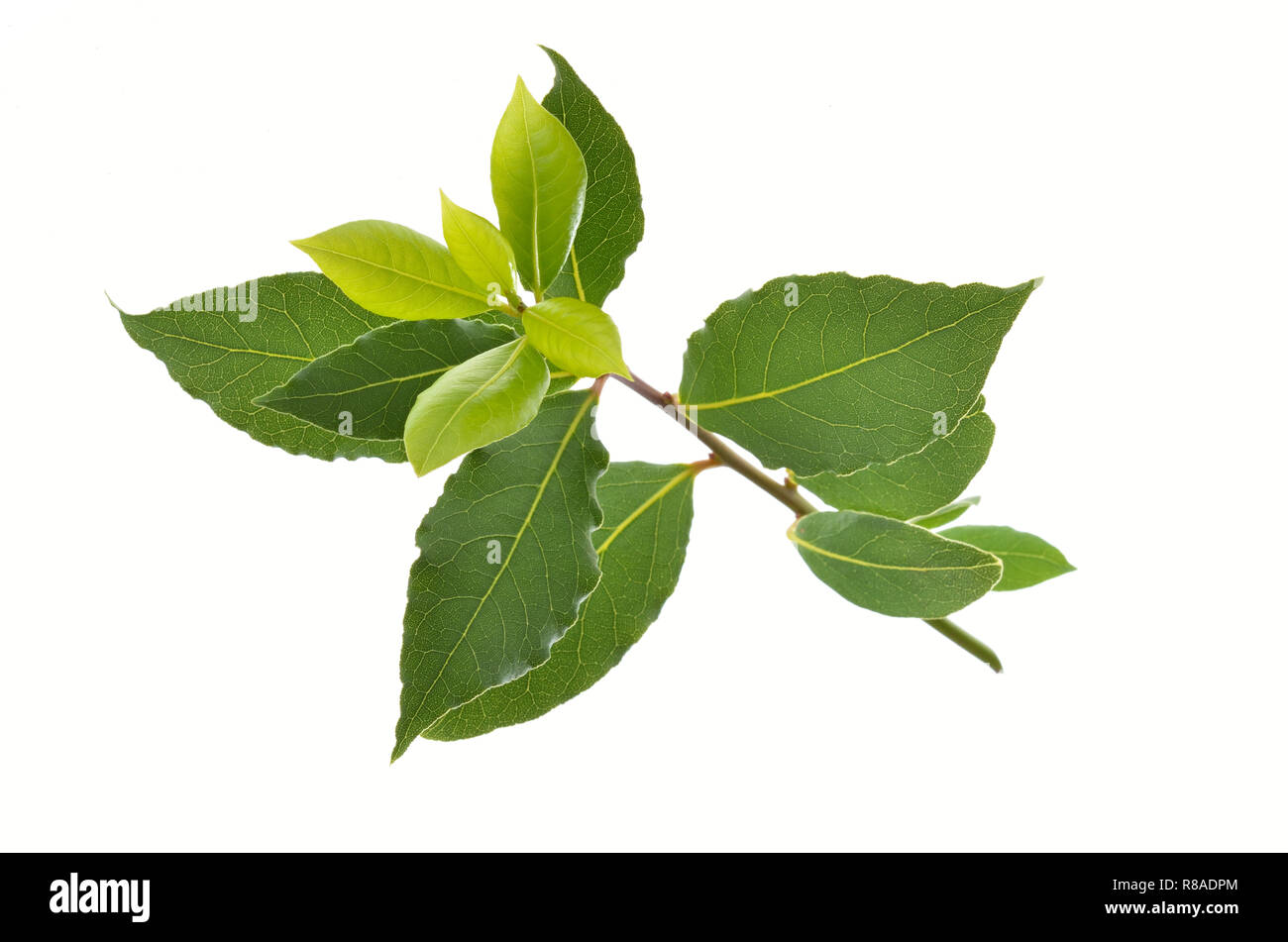 Fresh bay leaves on white background Stock Photo - Alamy