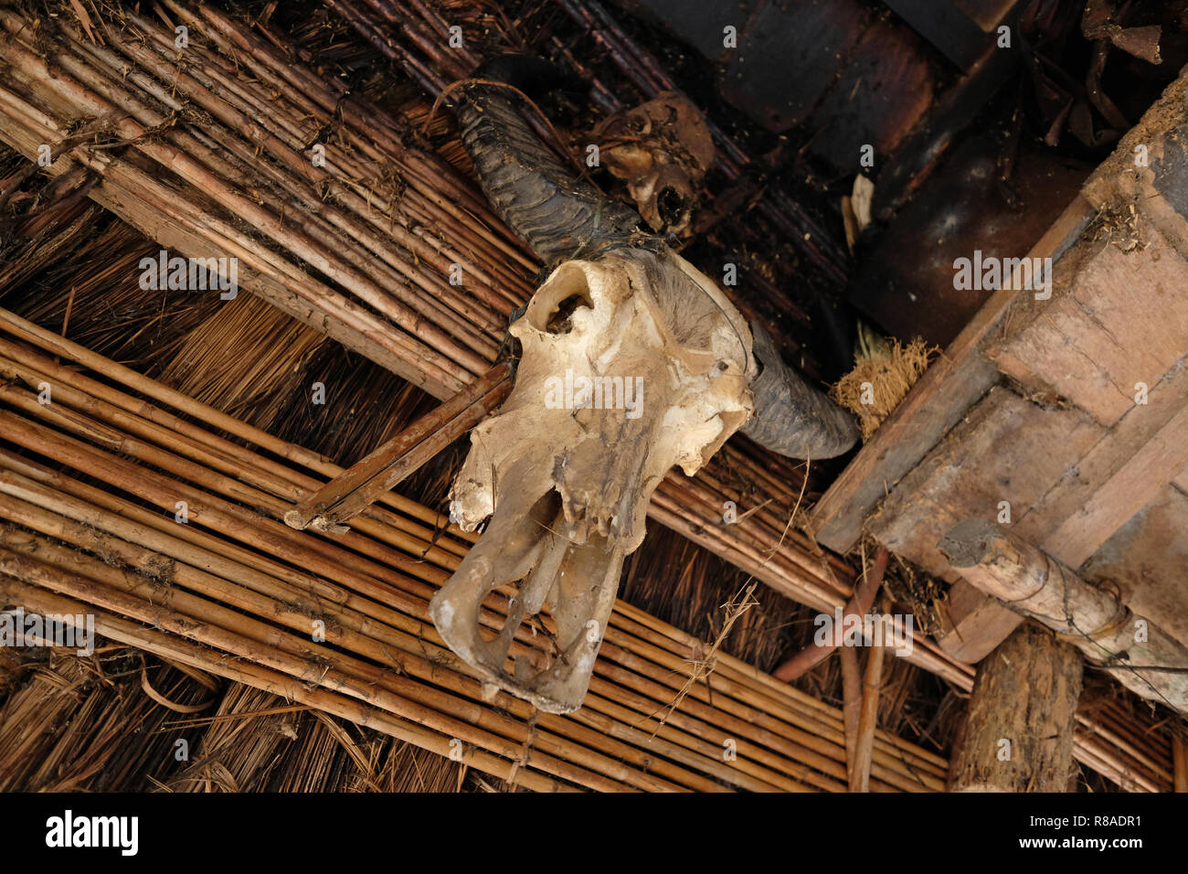 A skull of a Carabao, also known as the Asian Water Buffalo decorating ...