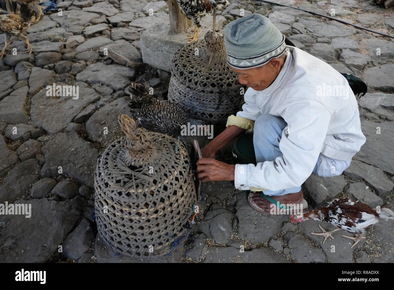 A member of the Ifugao community feeds chickens at the Banga-An village ...