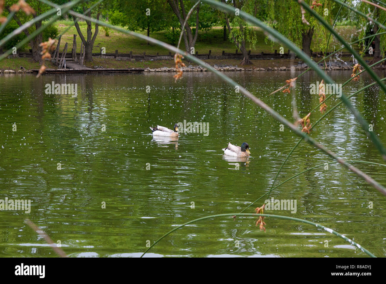 Birds in wildlife hi-res stock photography and images - Alamy