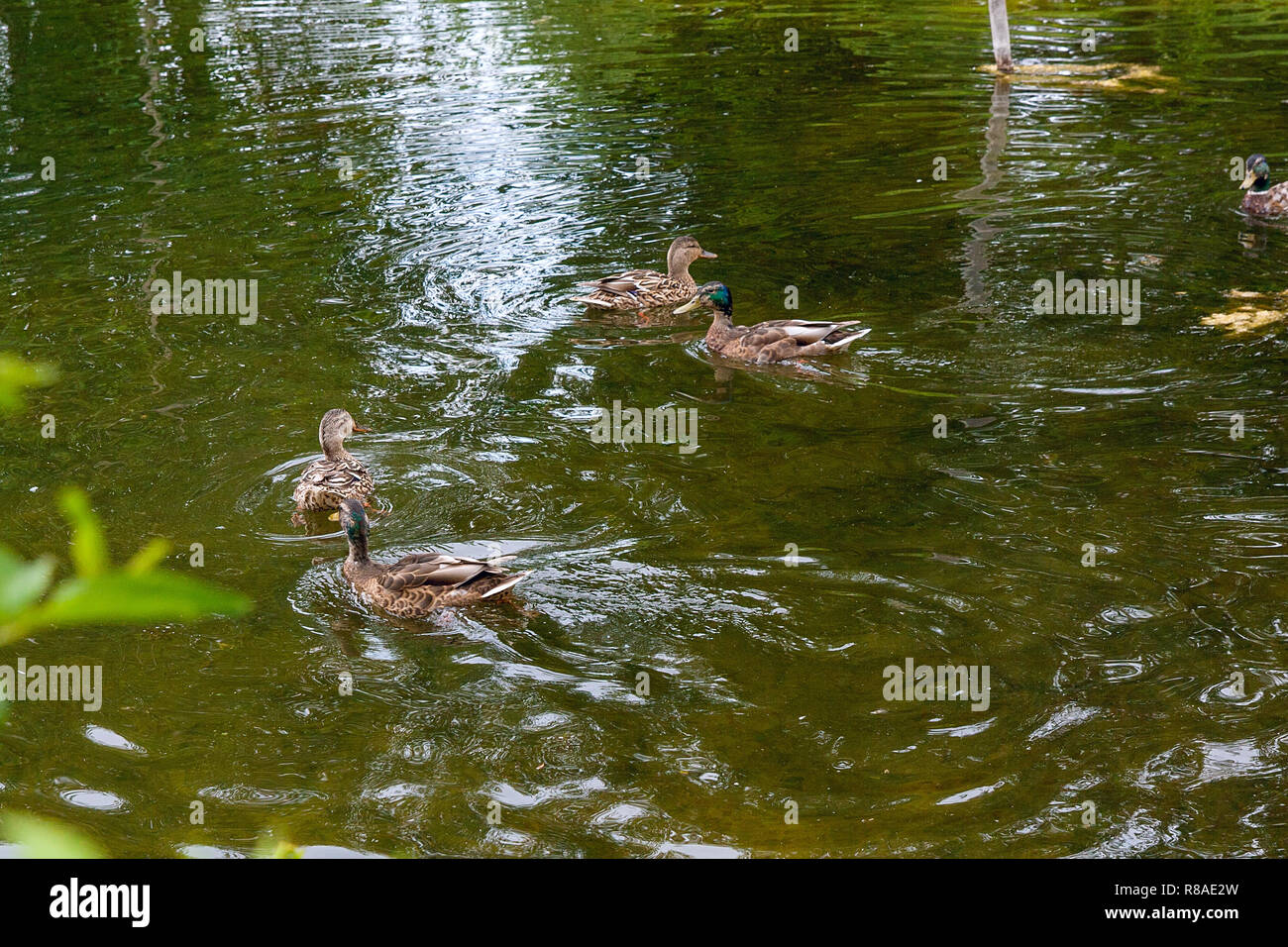 Mallard - a bird from the family of ducks detachment of waterfowl. The ...
