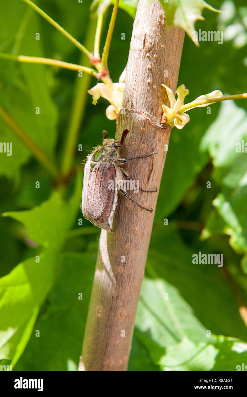 Close up view of the European beetle pest - common cockchafer ...
