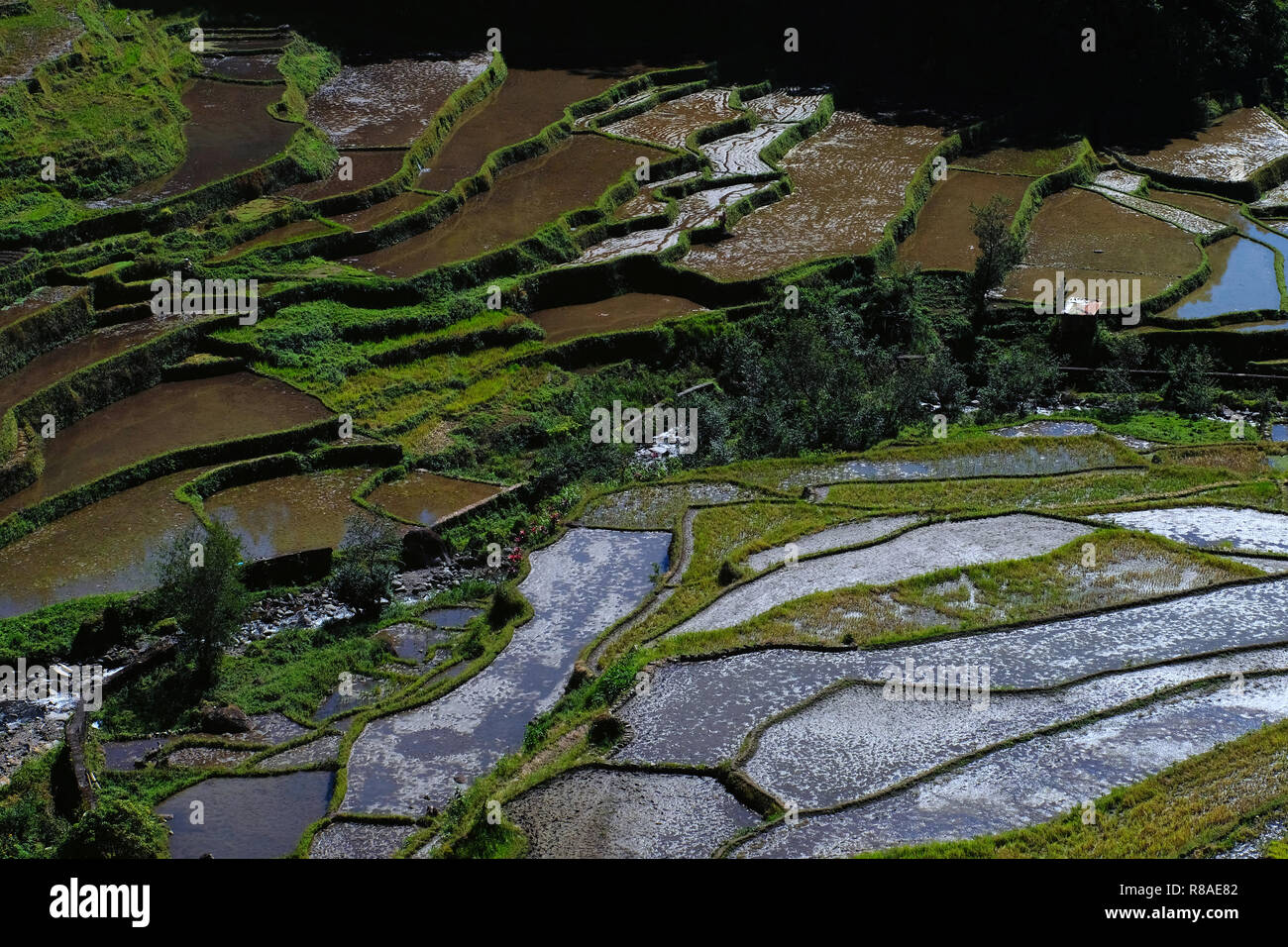 The Banaue Rice Terraces carved into the mountains of Ifugao located ...
