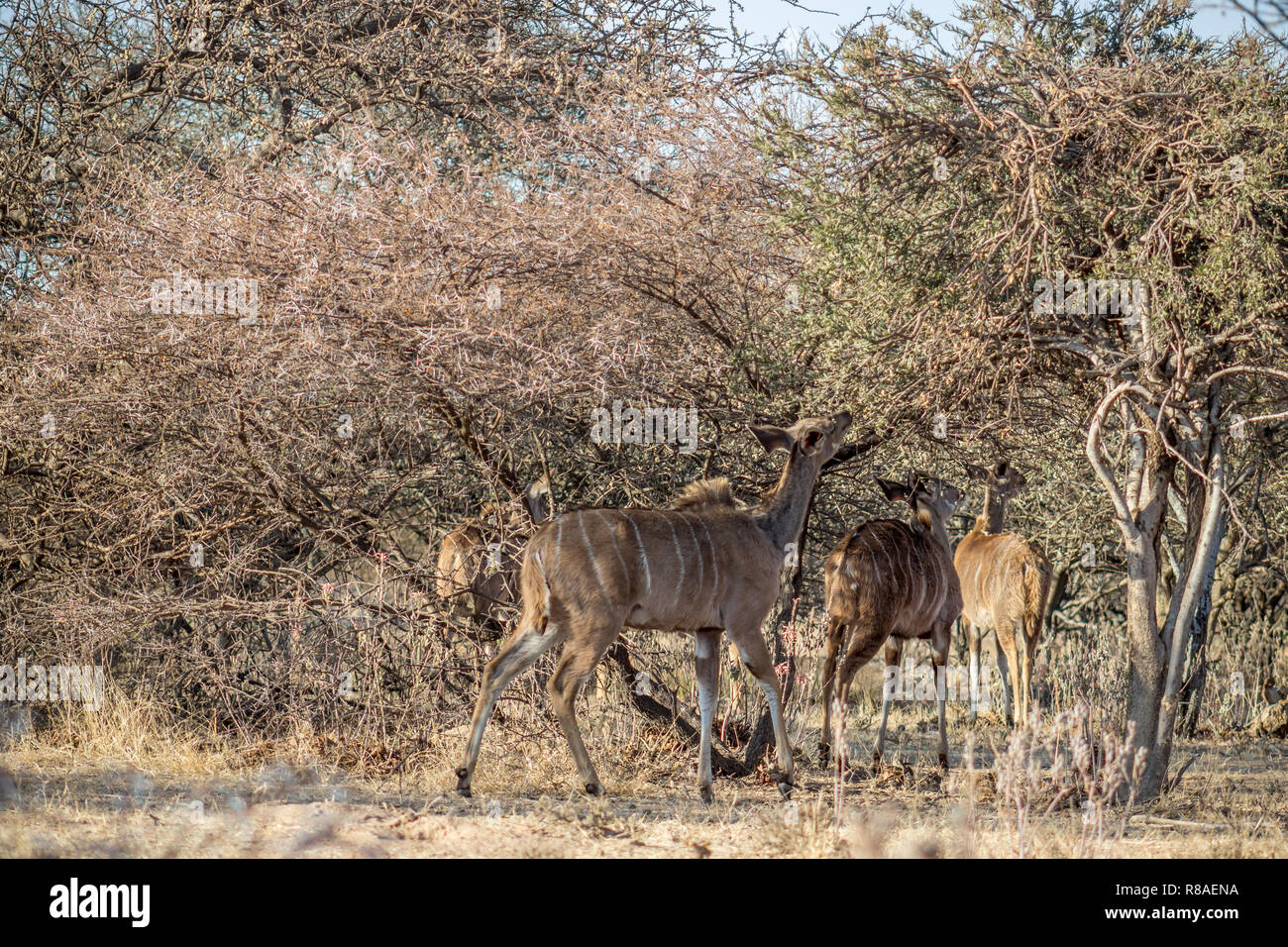 Greater Kudu standing under thorny Bushveld Tree Stock Photo - Alamy