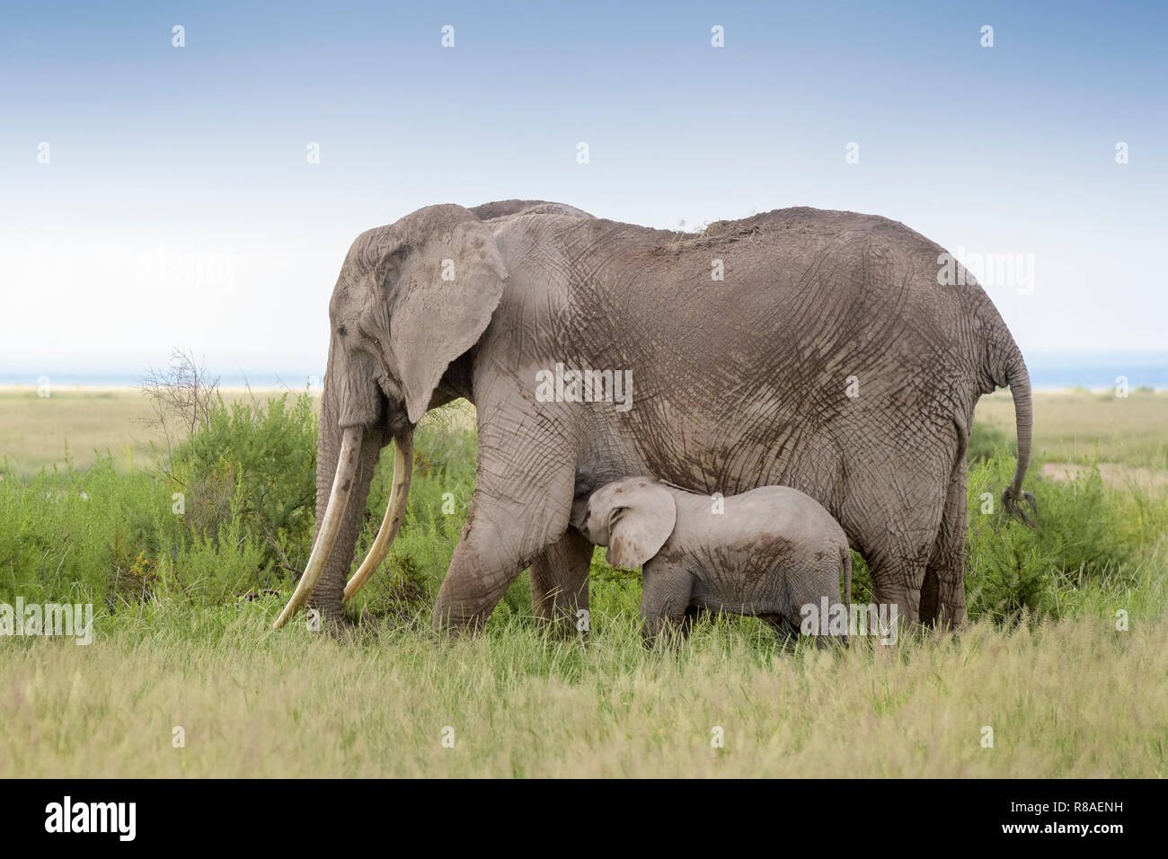 African elephant mother love hi-res stock photography and images - Alamy
