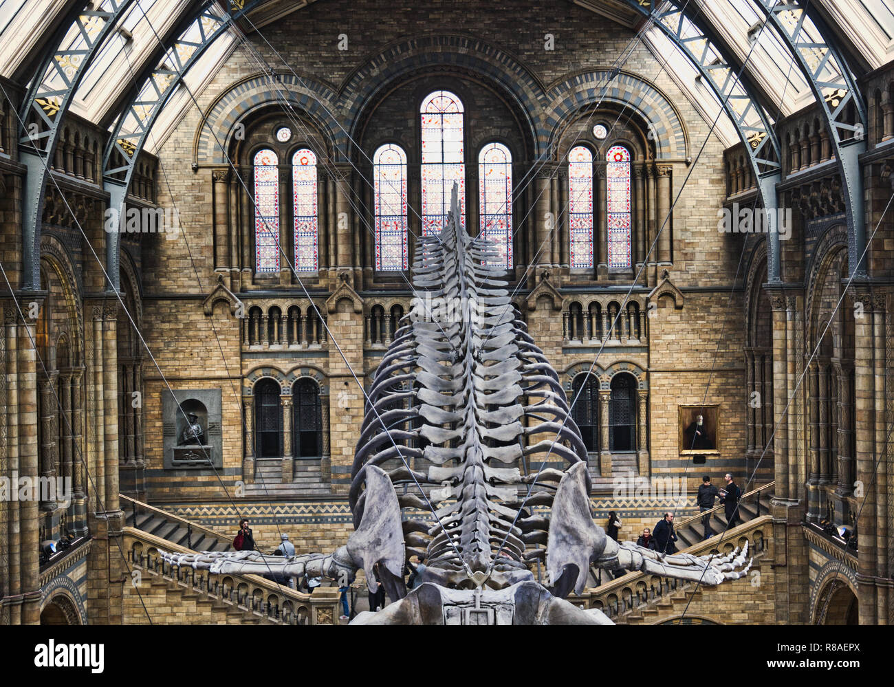 Suspended blue whale skeleton, Hintze Hall, Natural History Museum ...