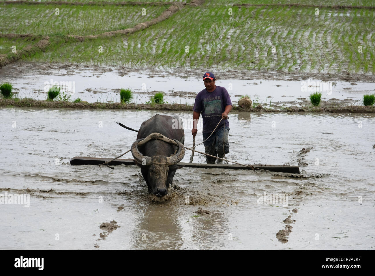 A Filipino farmer prepares the field for rice planting using Carabao ...