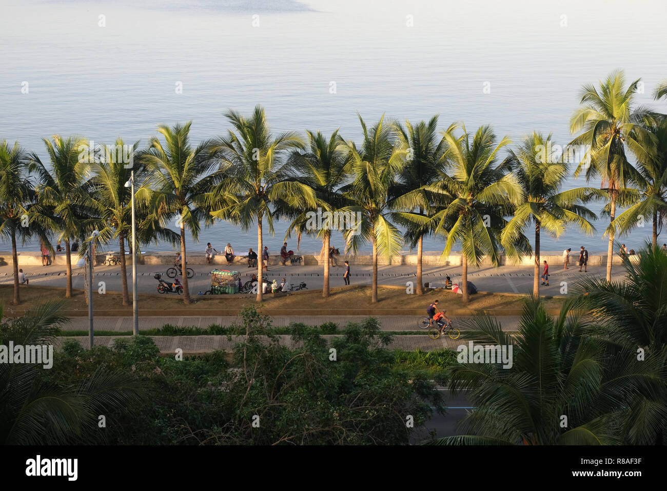 Stretch of coconut trees along Roxas Boulevard a popular waterfront ...